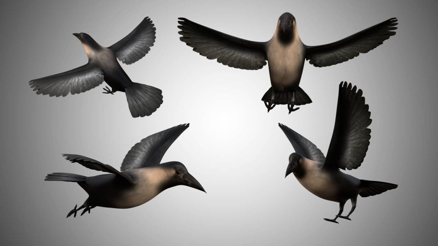 Bird Collection 3D Model Rigged and Low Poly Game ready