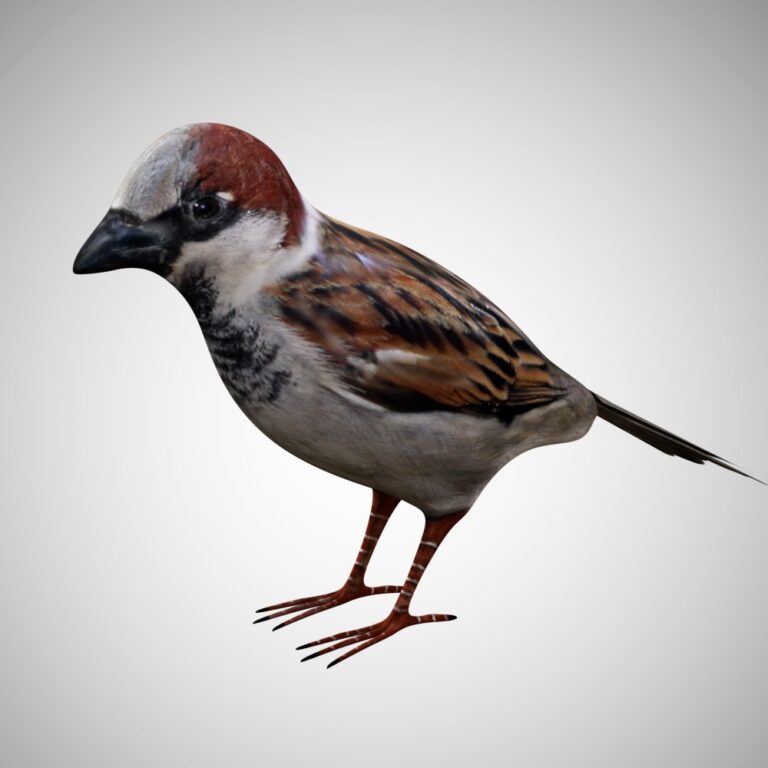 Bird Collection 3D Model Rigged and Low Poly Game ready