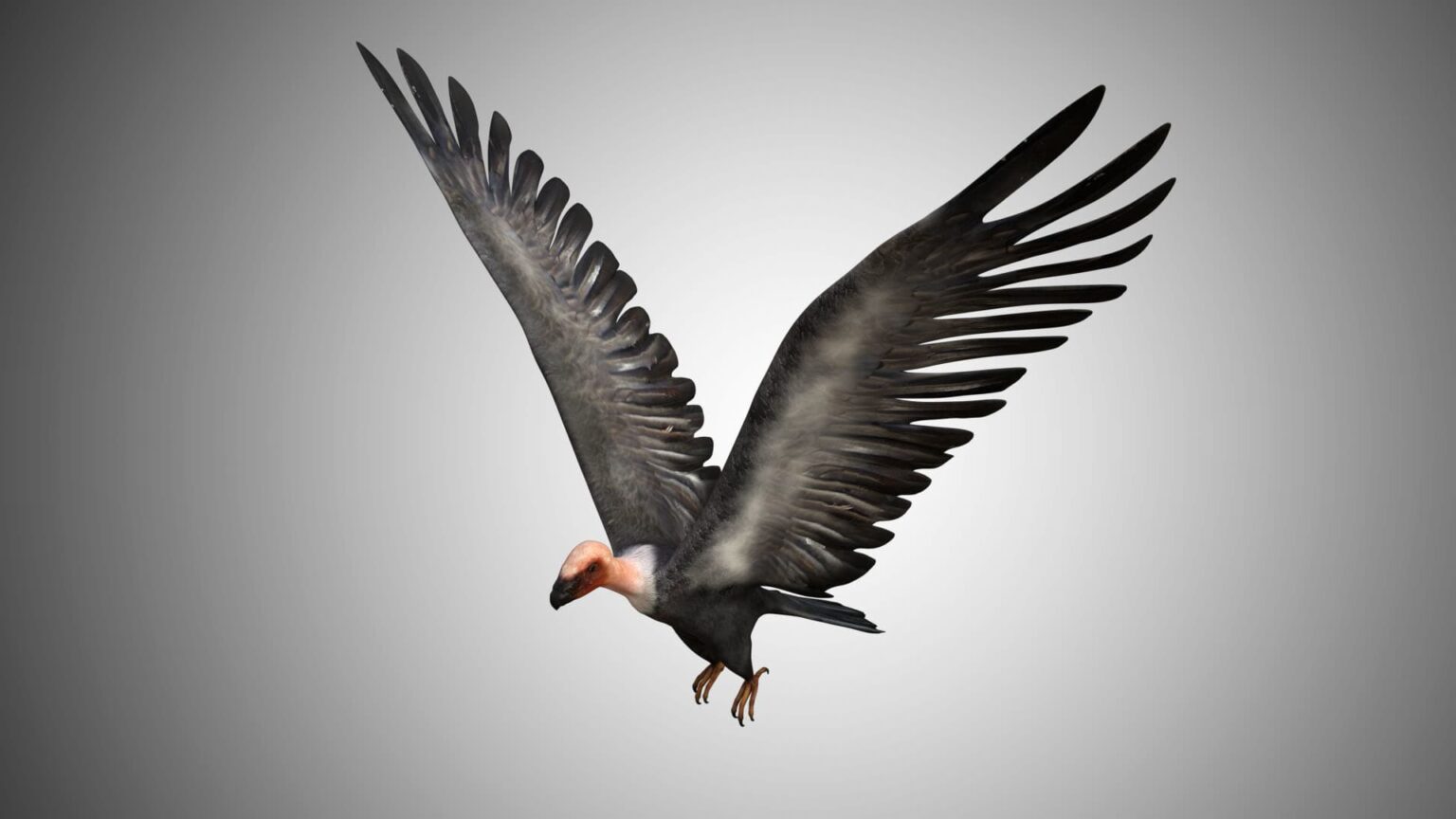 Bird Collection 3D Model Rigged and Low Poly Game ready