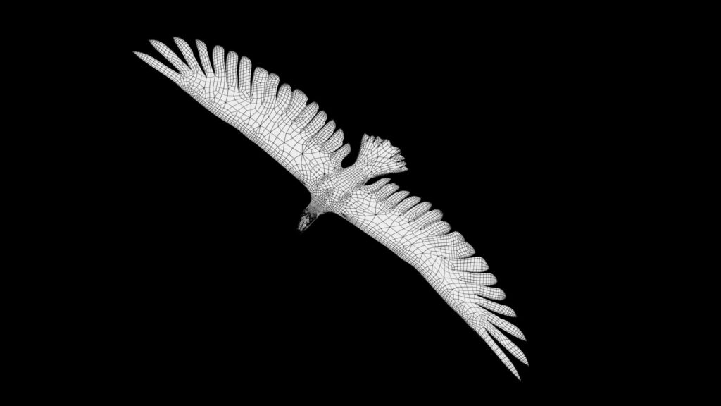 Bird Collection 3D Model Rigged and Low Poly Game ready