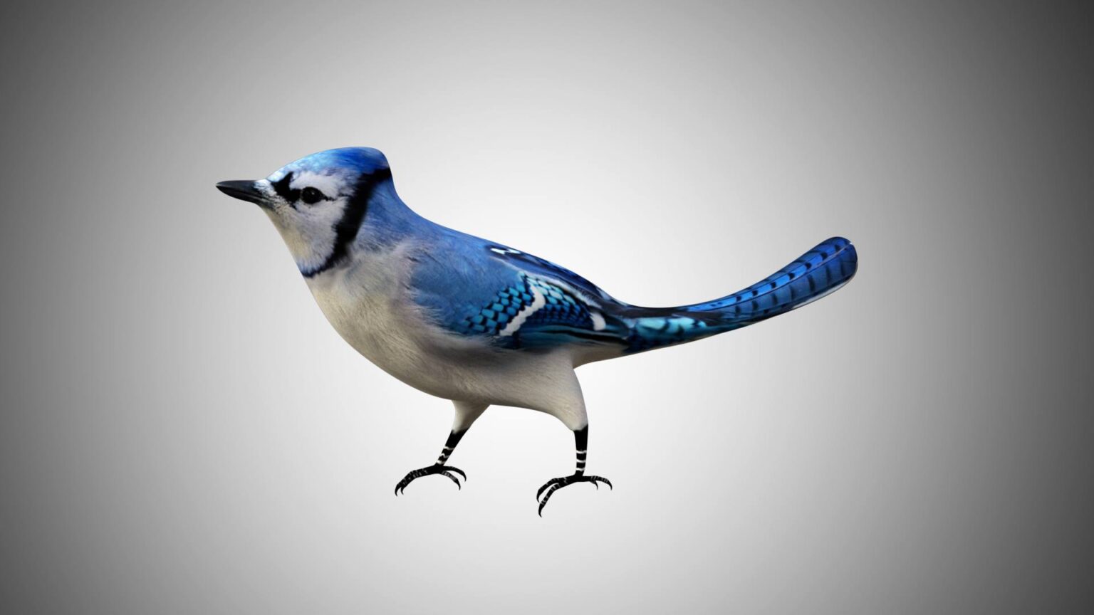Blue Jay 3D Model Rigged and Low Poly Game ready - Team 3d Yard