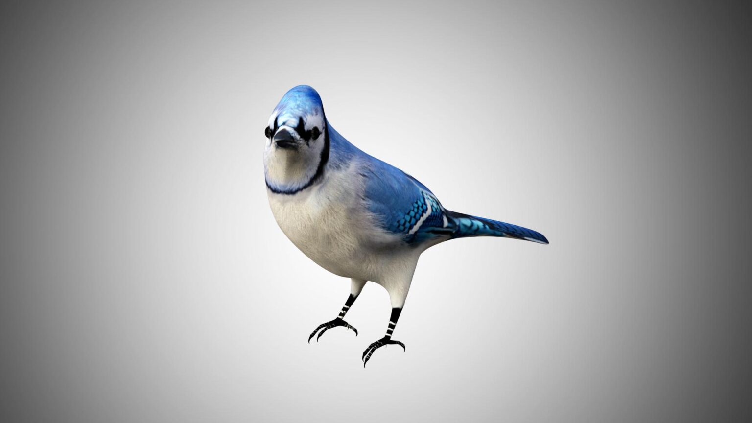Blue Jay 3D Model Rigged and Low Poly Game ready - Team 3d Yard