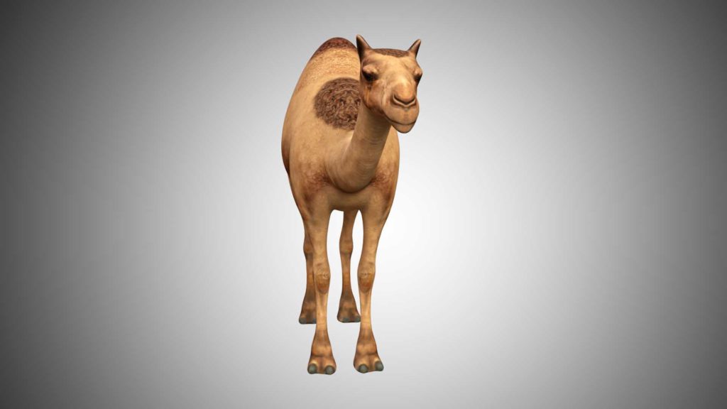 Camel 3d Model Rigged and Low Poly Game ready - Team 3d Yard