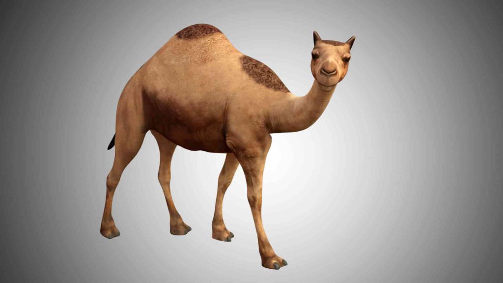 Camel 3d Model Rigged and Low Poly Game ready - Team 3d Yard