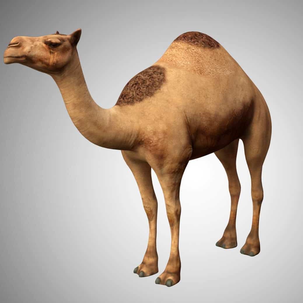 Camel 3d Model Rigged and Low Poly Game ready - Team 3d Yard