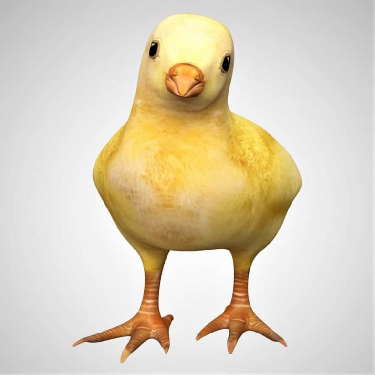 Chick 3D Model Rigged and Low Poly Game ready - Team 3d Yard