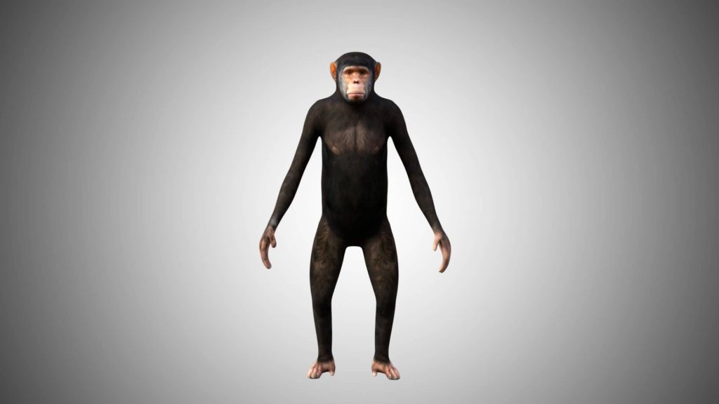 Chimpanzee 3D Model Game Ready - Team 3d Yard