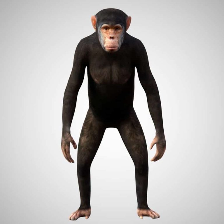 Chimpanzee 3D Model Game Ready - Team 3d Yard