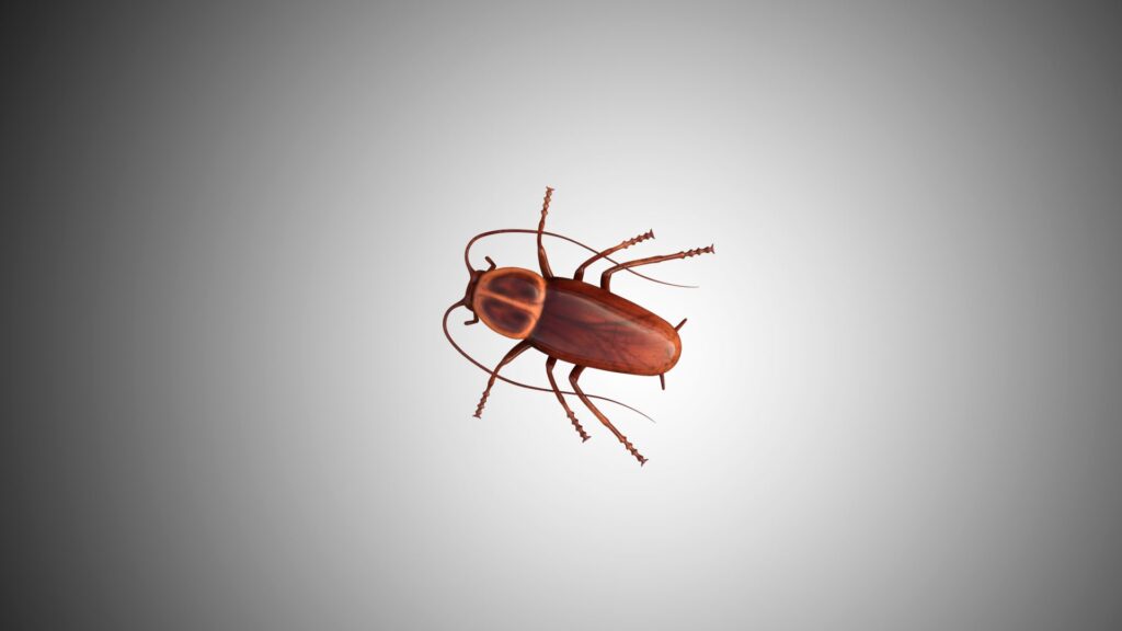 Cockroach 3D Model Rigged Low Poly - Team 3d Yard
