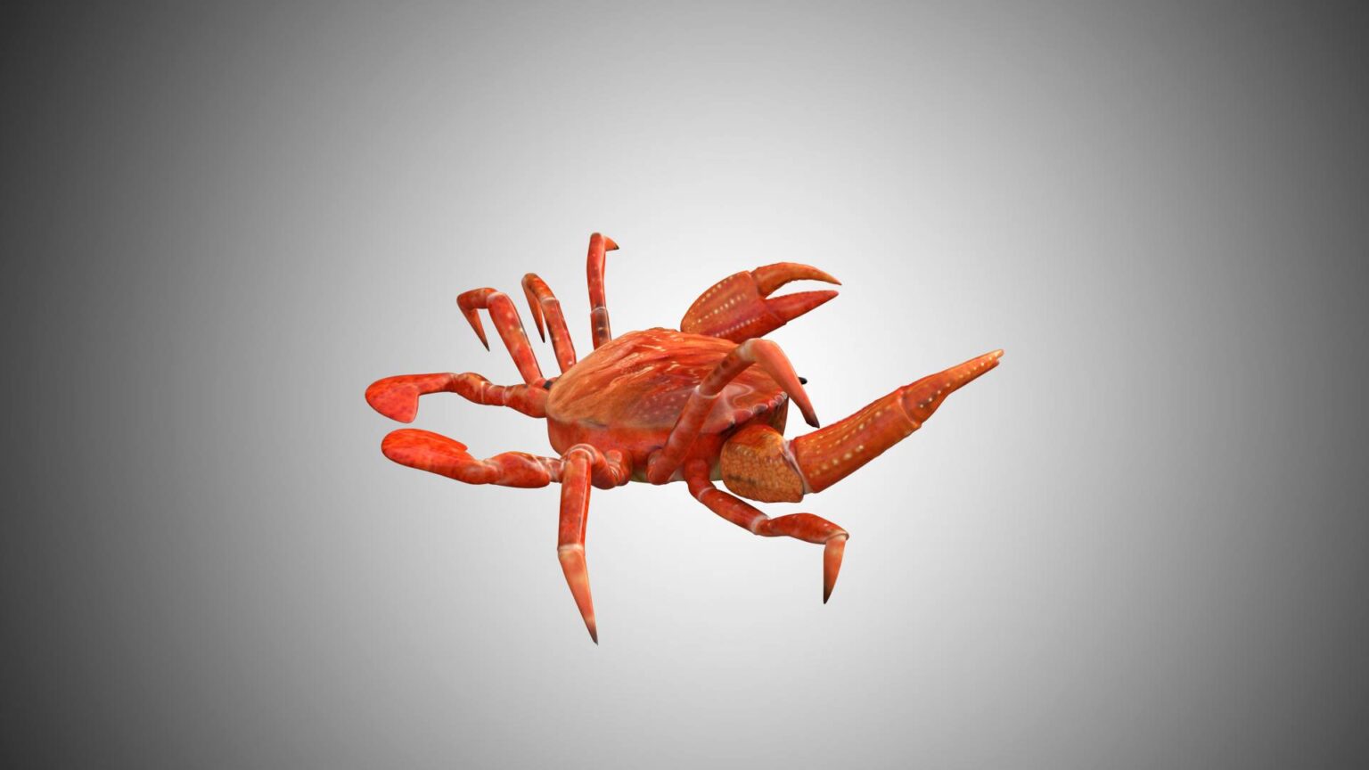 Crab 3D Model Rigged and Low Poly Game ready - Team 3d Yard