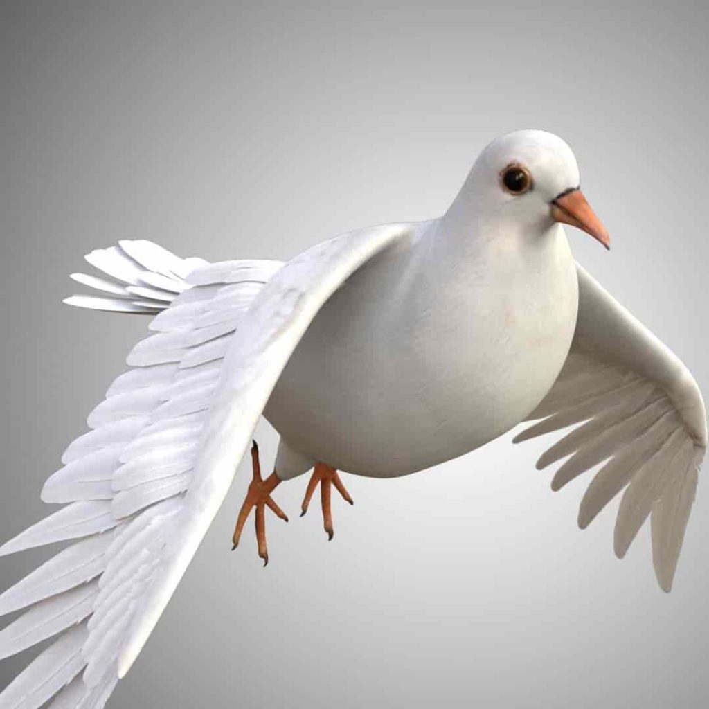 Dove 3D Model Rigged and Low Poly Game ready - Team 3d Yard