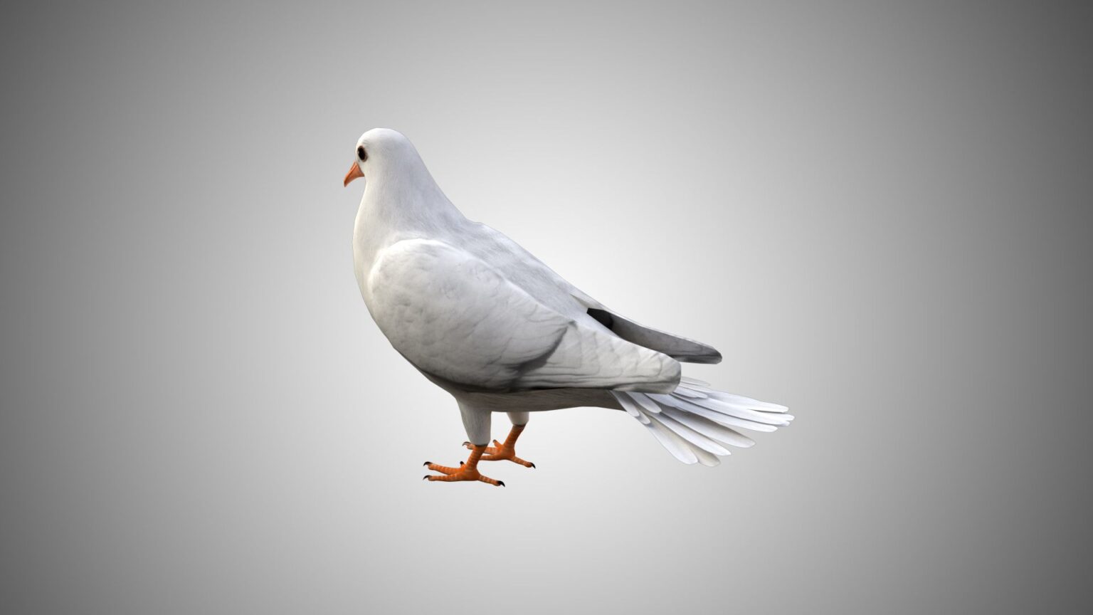 Dove Bird 3D Model Rigged and Low Poly Game ready - Team 3d Yard
