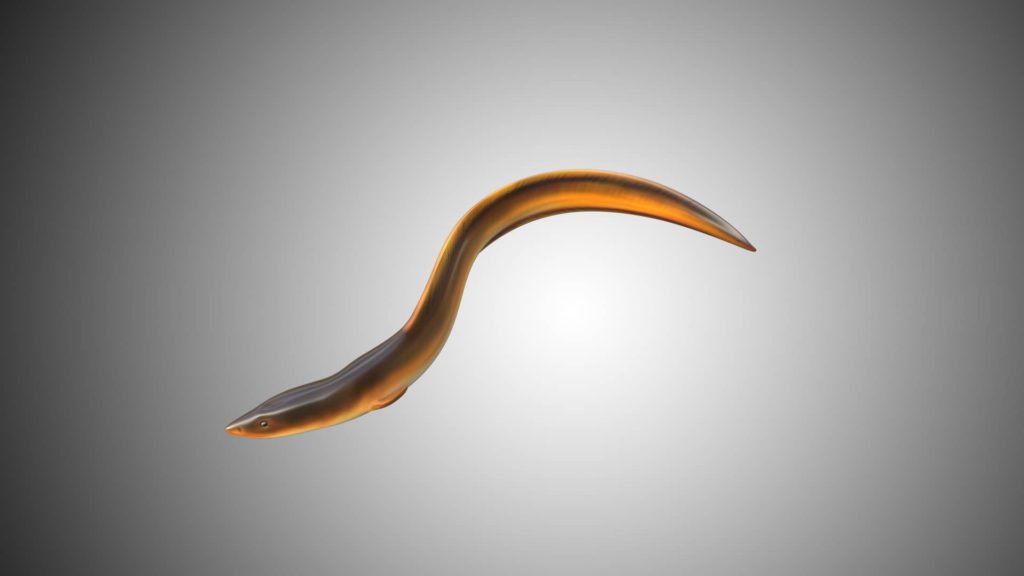 Electric Eel 3D Model Rigged and Low Poly Game ready