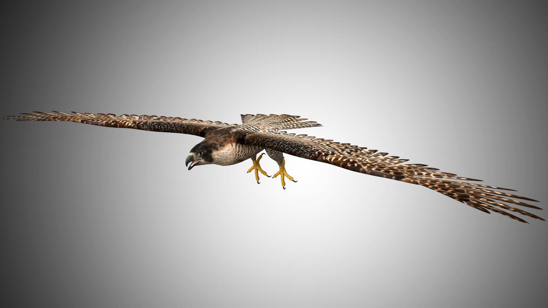 Falcon 3D Model Rigged and Low Poly Game ready - Team 3d Yard