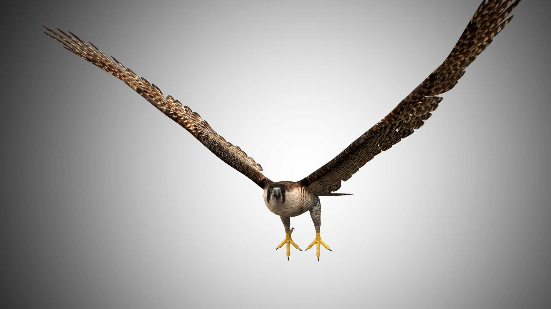 Falcon 3D Model Rigged and Low Poly Game ready - Team 3d Yard