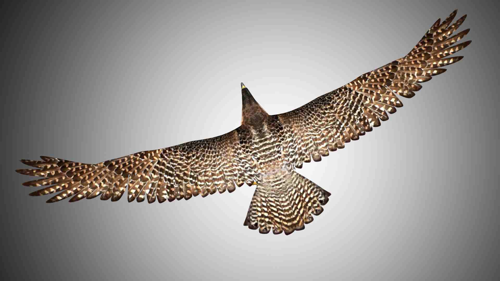 Falcon 3D Model Rigged and Low Poly Game ready - Team 3d Yard