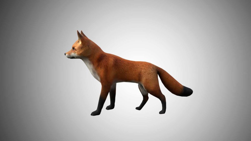 Fox 3D Model Game Ready Game ready - Team 3d Yard
