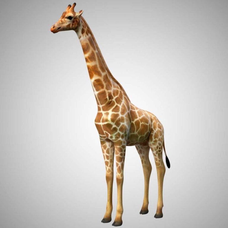 Giraffe 3d Model Rigged and Low Poly Game ready - Team 3d Yard