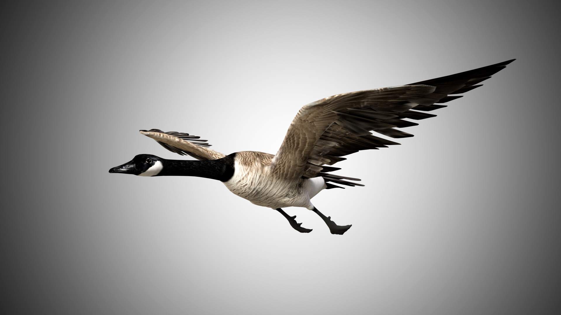 Goose 3D Model Rigged and Low Poly Game ready - Team 3d Yard