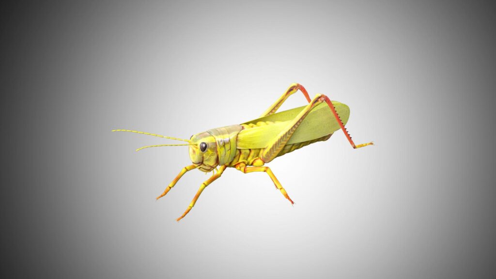 Grasshopper 3d Model Rigged and Low Poly Game ready - Team 3d Yard