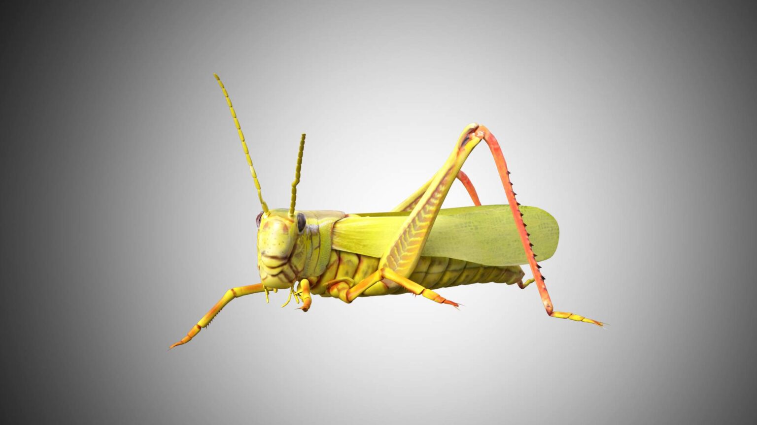 Grasshopper 3d Model Rigged and Low Poly Game ready - Team 3d Yard