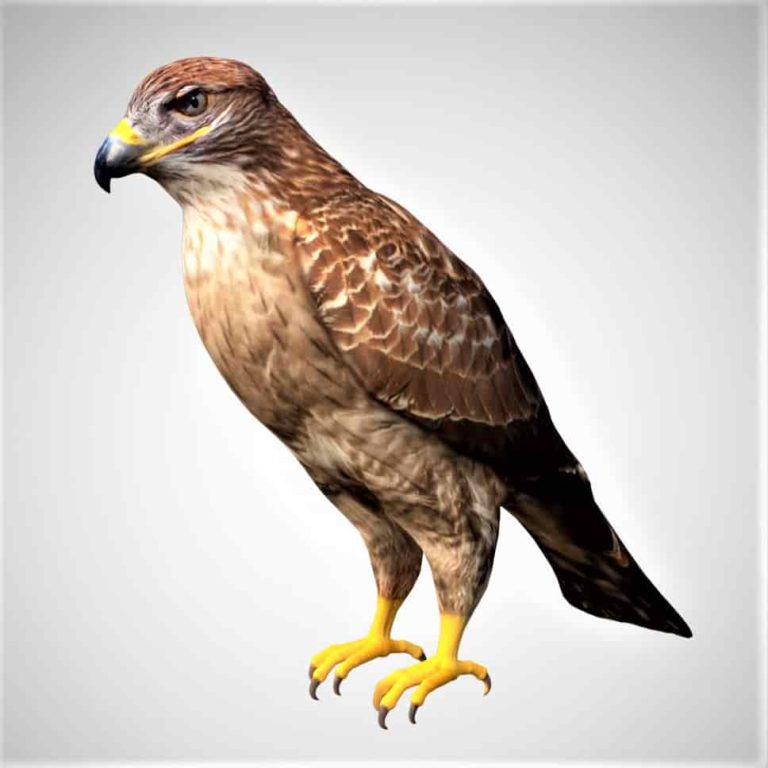 Hawk 3D Model Rigged and Low Poly Game ready - Team 3d Yard