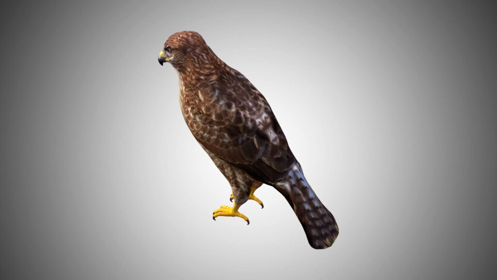 Hawk 3D Model Rigged and Low Poly Game ready - Team 3d Yard