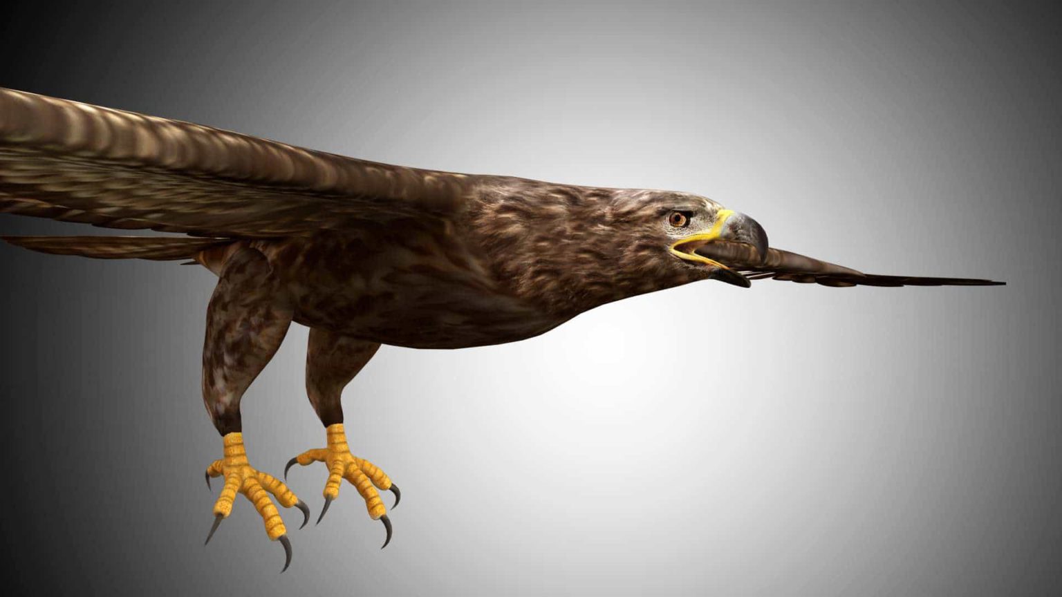 Hawk 3D Model Rigged and Low Poly Game ready - Team 3d Yard