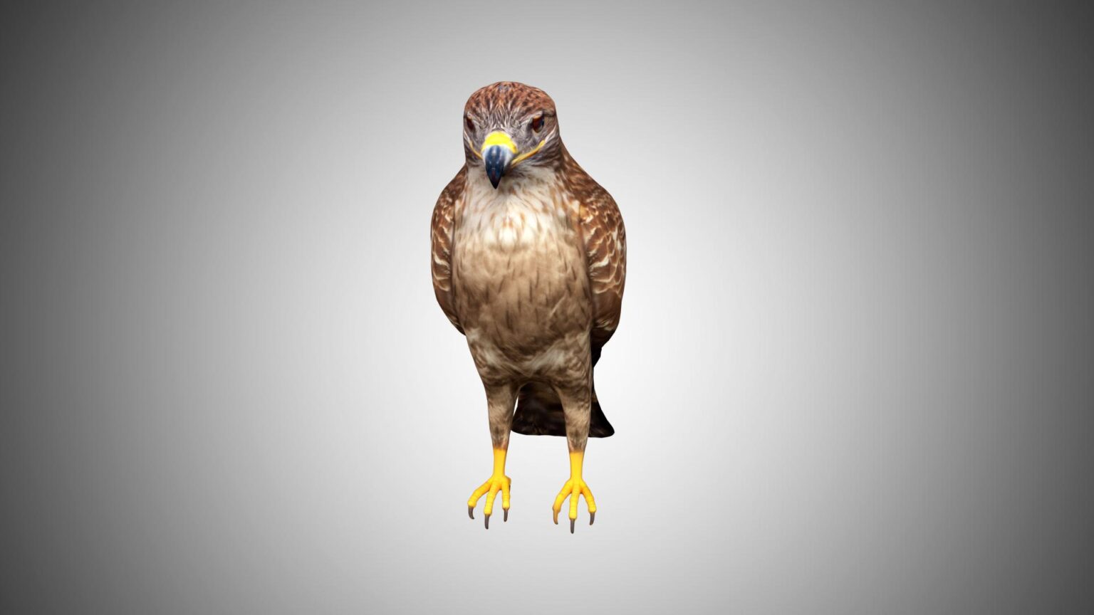 Hawk 3D Model Rigged and Low Poly Game ready - Team 3d Yard