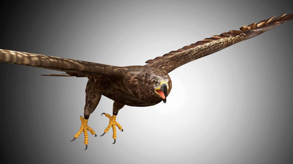 Hawk 3D Model Rigged and Low Poly Game ready - Team 3d Yard