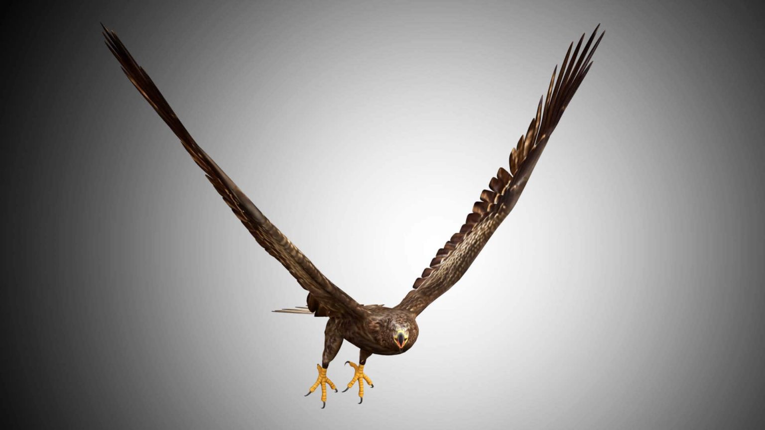 Hawk 3D Model Rigged and Low Poly Game ready - Team 3d Yard