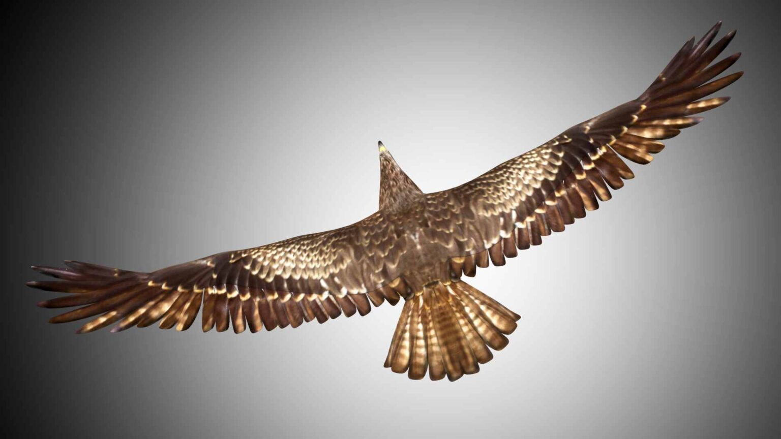 Hawk 3D Model Rigged and Low Poly Game ready - Team 3d Yard