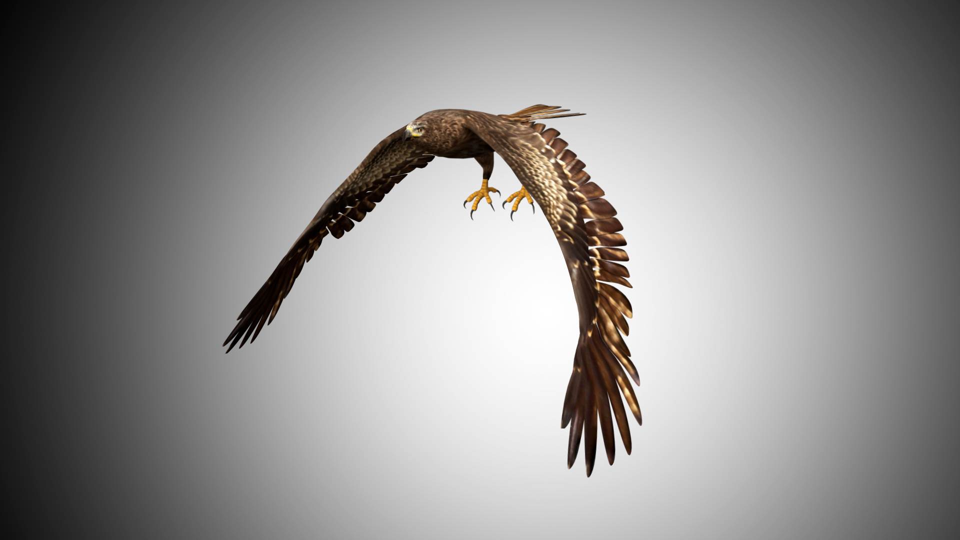 Hawk 3D Model Rigged and Low Poly Game ready - Team 3d Yard