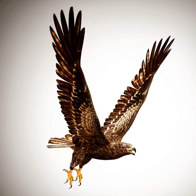 Hawk 3D Model Rigged and Low Poly Game ready - Team 3d Yard