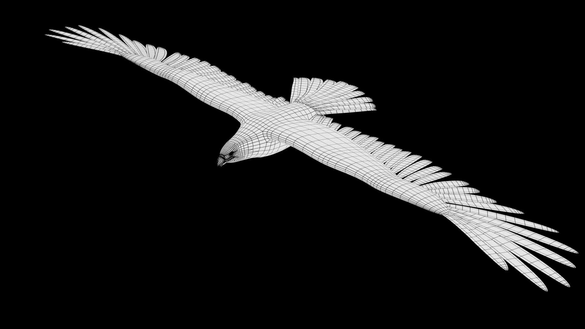 Hawk 3D Model Rigged and Low Poly Game ready - Team 3d Yard