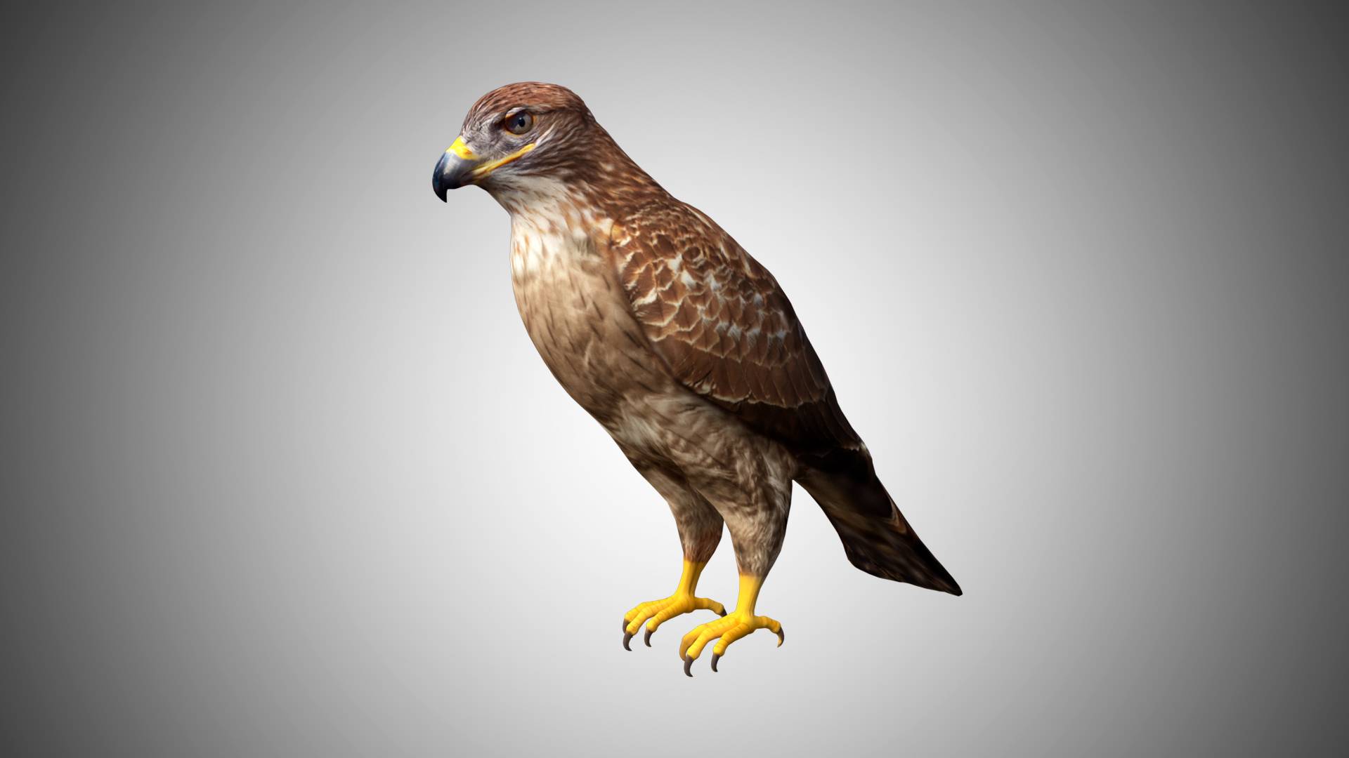Hawk 3D Model Rigged and Low Poly Game ready - Team 3d Yard
