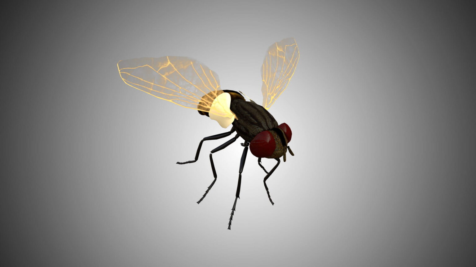 Housefly 3D Model Rigged and Low Poly Game ready - Team 3d Yard