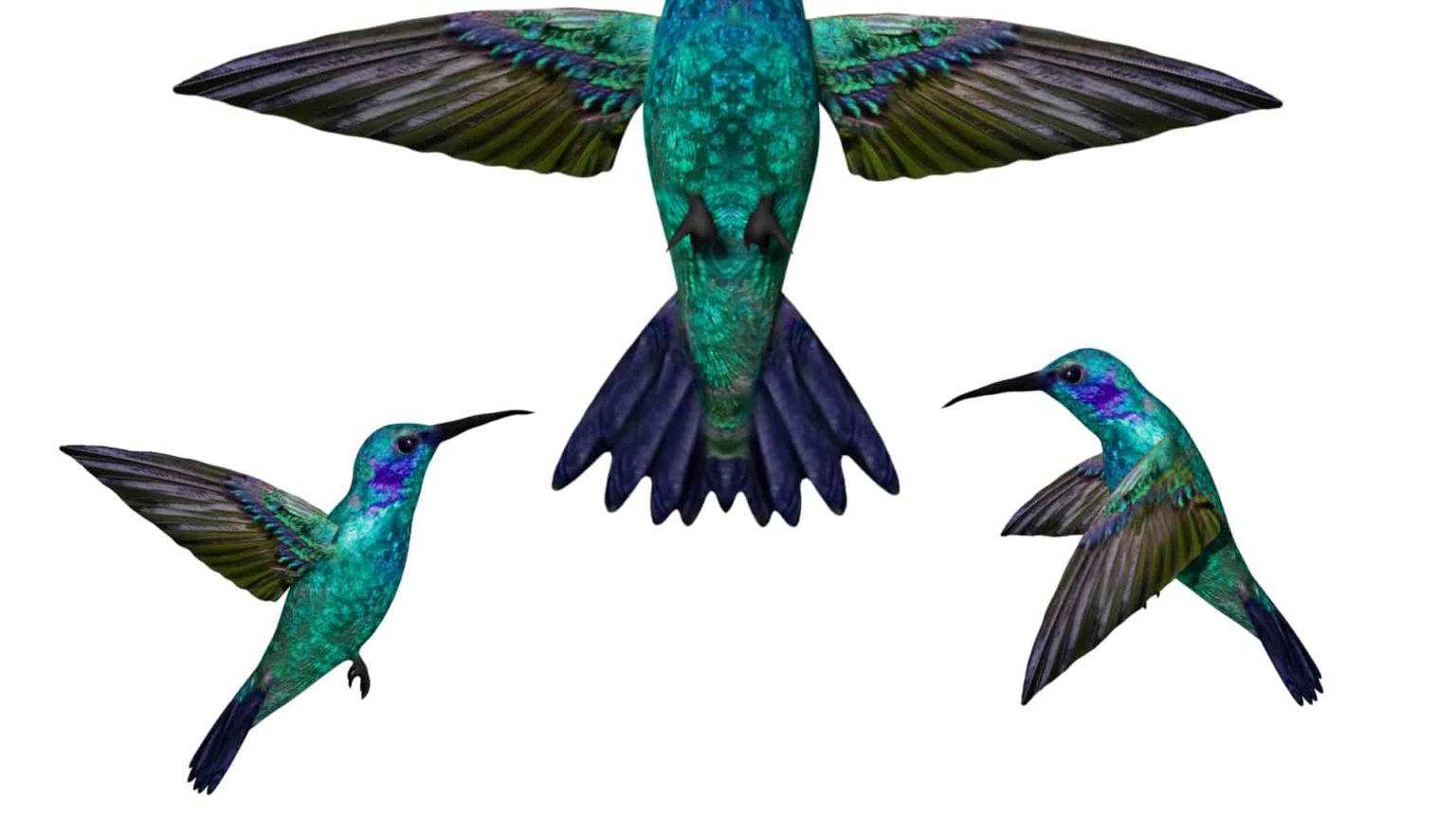 Hummingbird 3D Model Rigged and Low Poly Game ready - Team 3d Yard