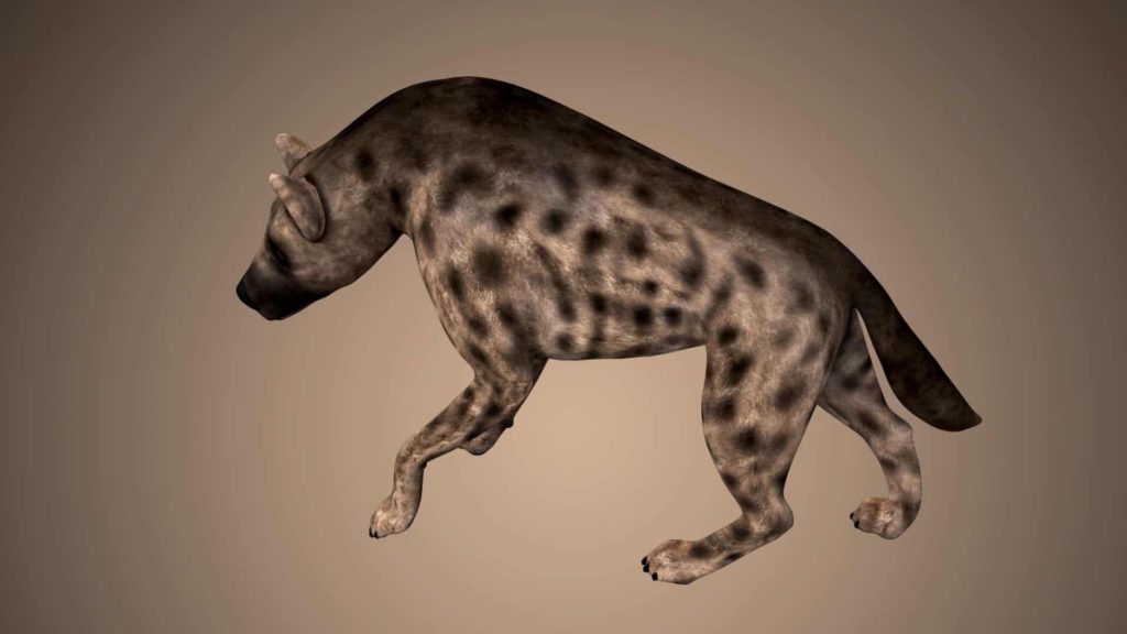 Hyena 3D Model Rigged and Low Poly Game ready - Team 3d Yard