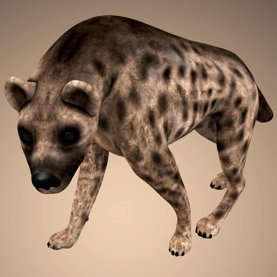 Hyena 3D Model Rigged and Low Poly Game ready - Team 3d Yard