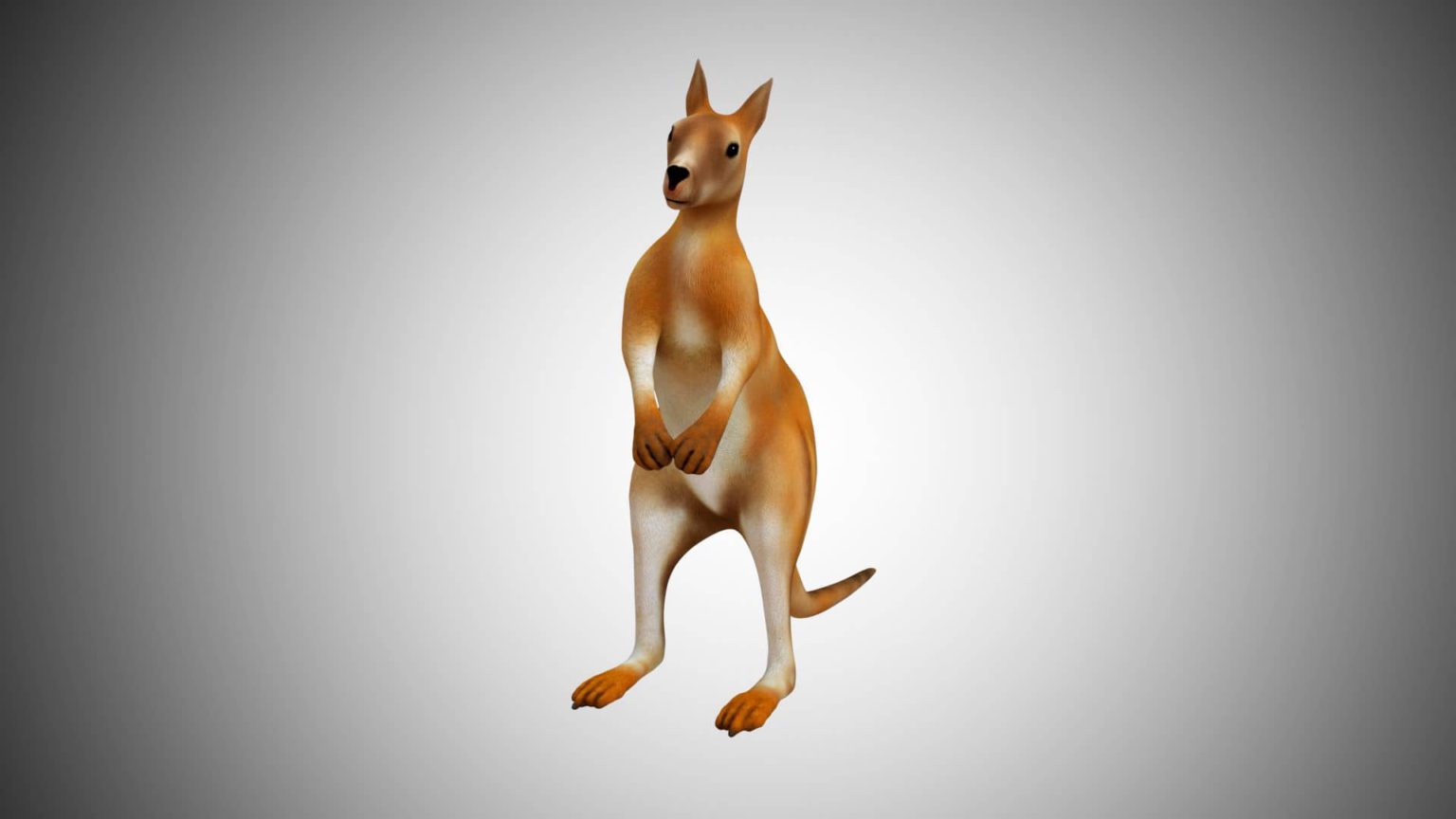 Kangaroo 3d Model Rigged and Low Poly Game ready - Team 3d Yard