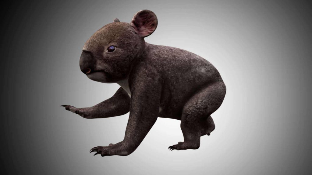 Koala 3D Model Rigged and Low Poly Game ready - Team 3d Yard