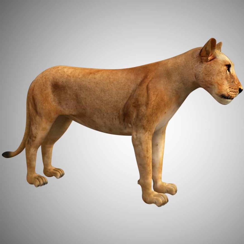 Lioness 3d Model Rigged and Low Poly Game ready - Team 3d Yard