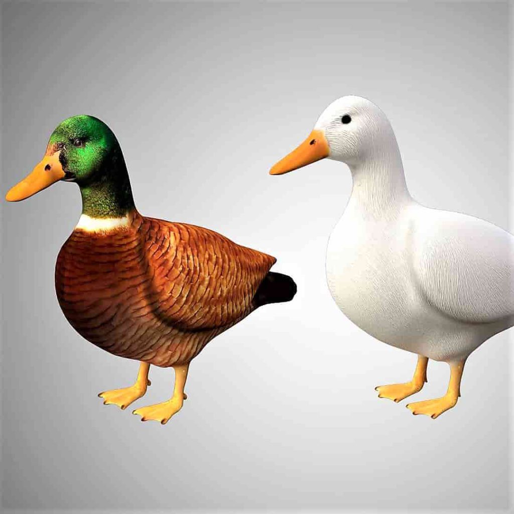 Mallard Duck 3D Model Collection Rigged and Low Poly Game ready