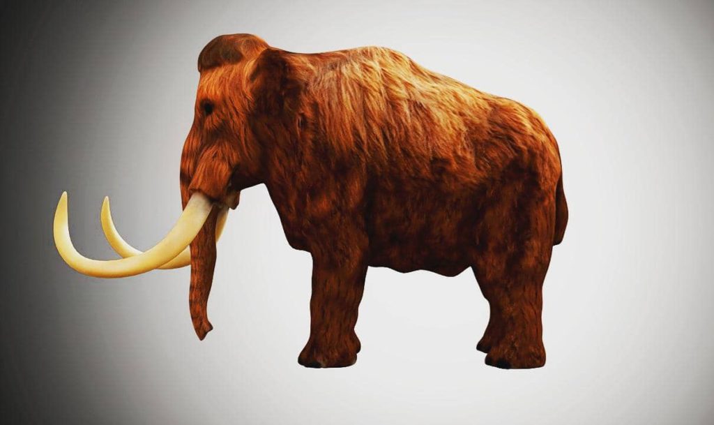 Mammoth 3D Model Rigged and Low Poly Game ready - Team 3d Yard