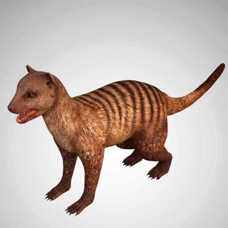 Mongoose 3D Model Rigged and Low Poly Game ready - Team 3d Yard