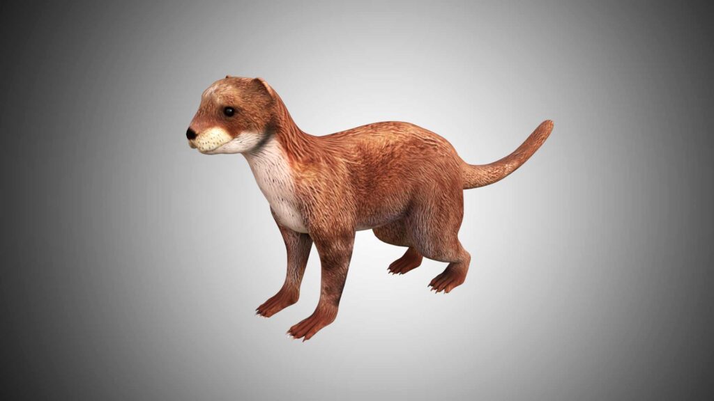 Otter 3D Model Rigged and Low Poly Game ready - Team 3d Yard