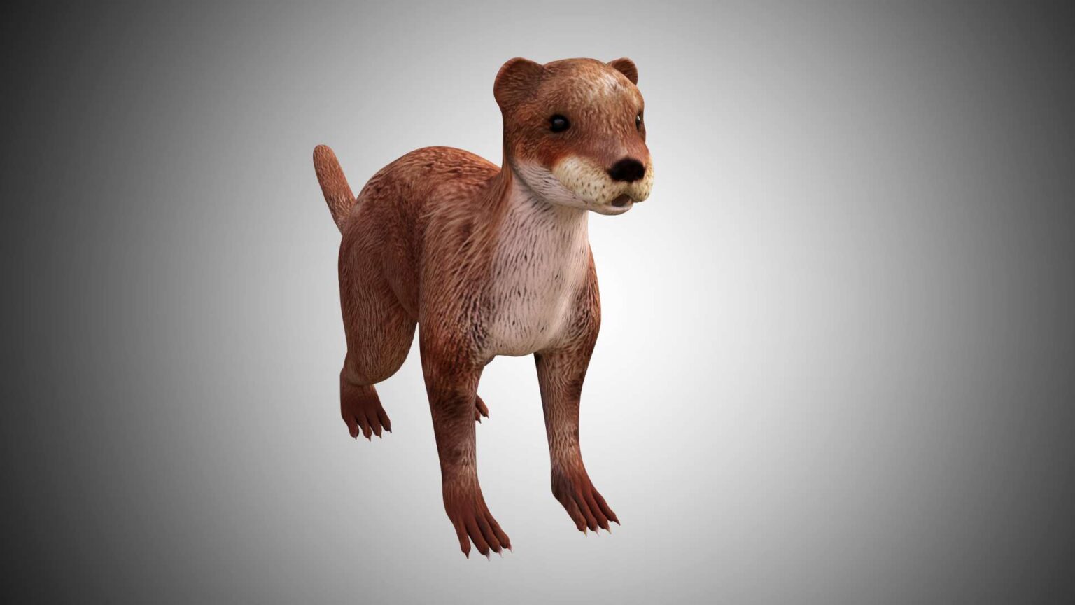 Otter 3D Model Rigged and Low Poly Game ready - Team 3d Yard