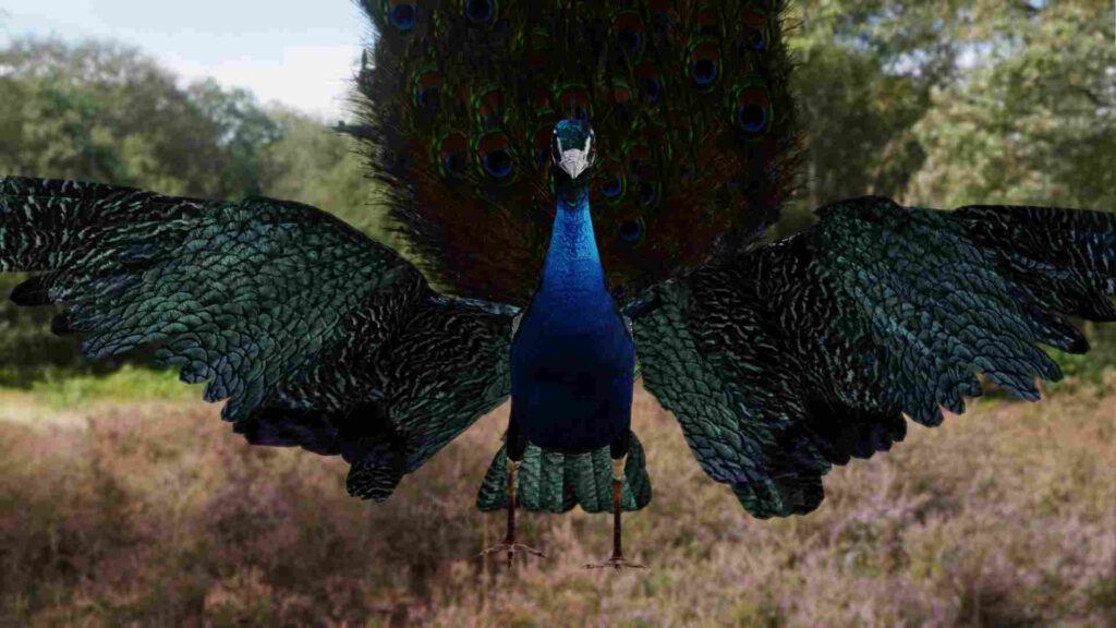 Peacock 3D Model Rigged and Low Poly Game ready - Team 3d Yard
