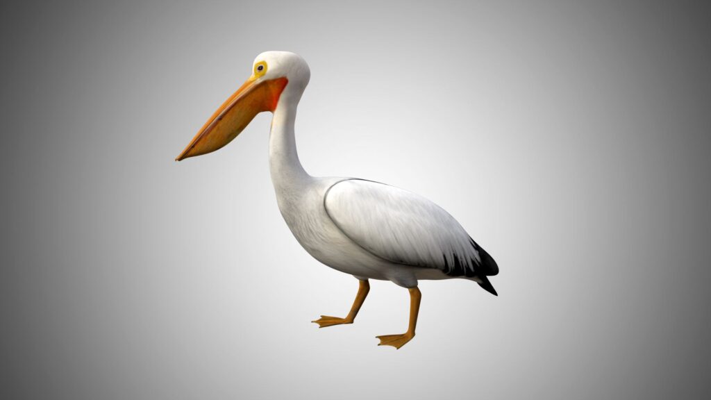 Pelican 3D Model Rigged and Low Poly Game ready - Team 3d Yard